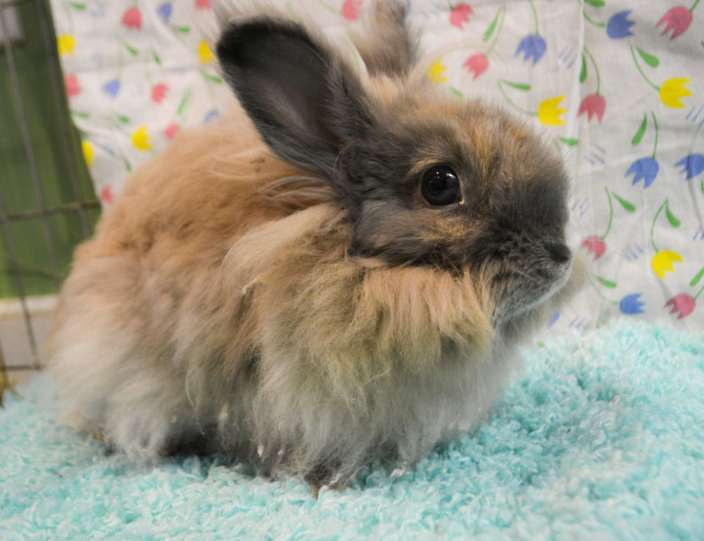 Rasta - The Bunny Bunch