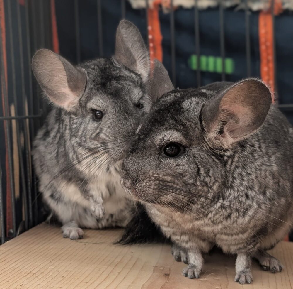 Stella & Spice - The Bunny Bunch