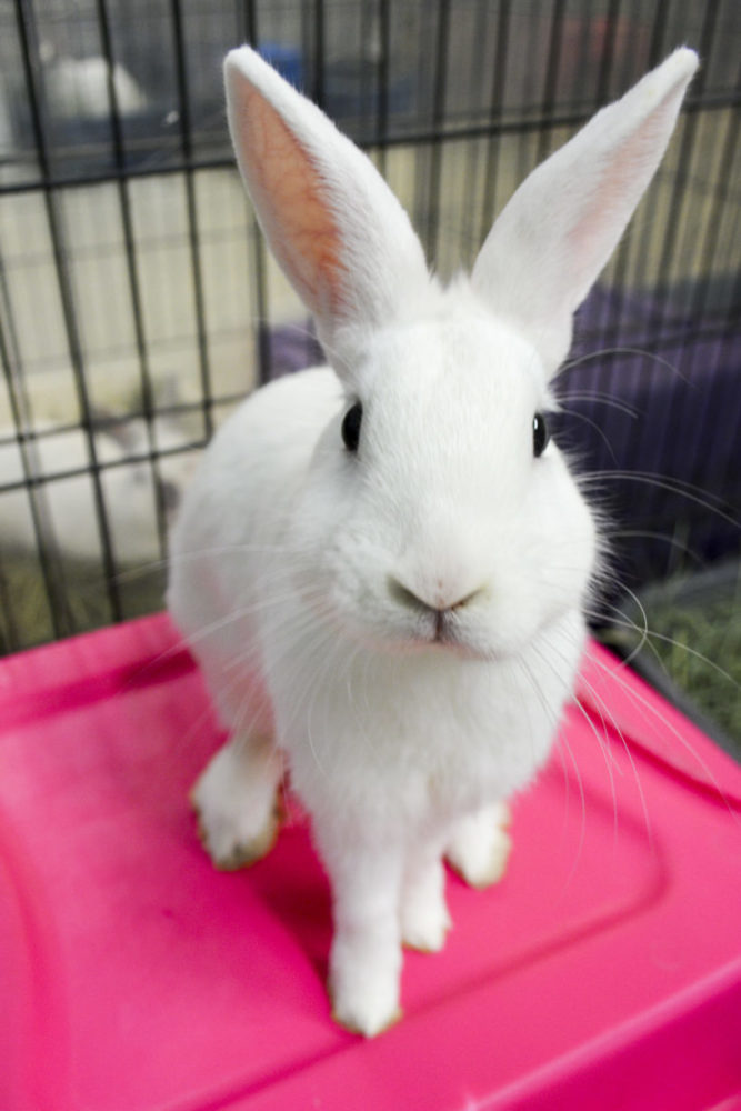 Sky - The Bunny Bunch