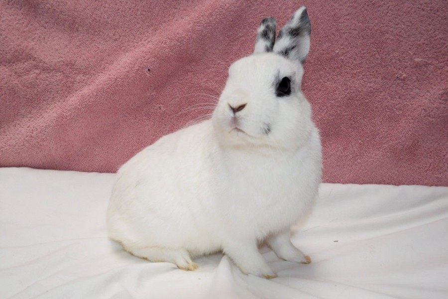 Thor - The Bunny Bunch