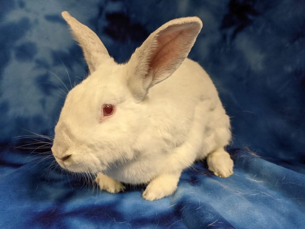 Adoption Information - The Bunny Bunch