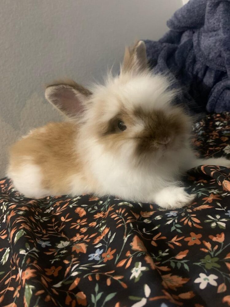 Adoption Information - The Bunny Bunch