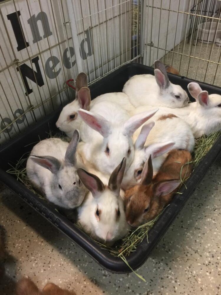 Storytime! How did we get our name? - The Bunny Bunch