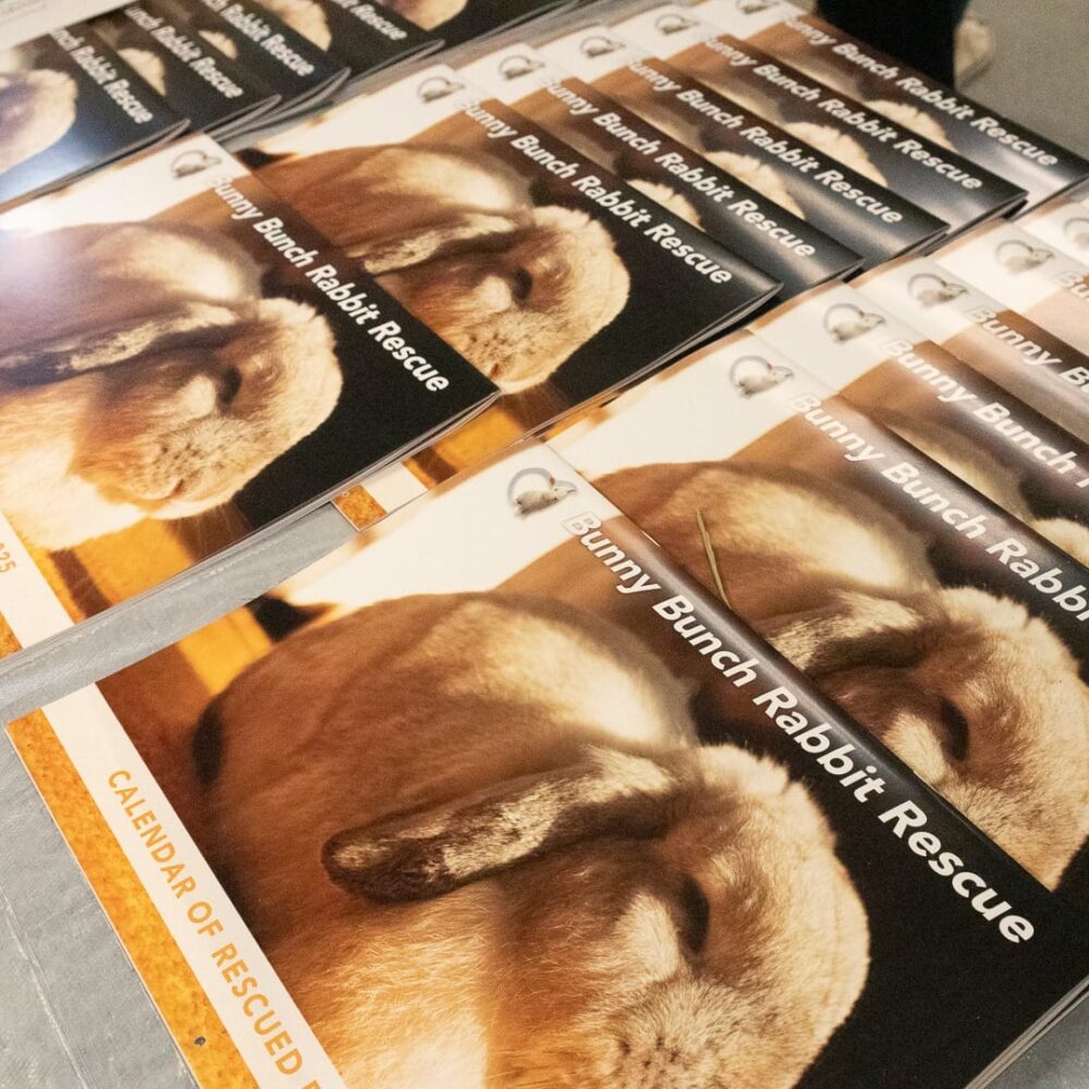 4 Weeks Left – Give Rabbits a New Year Full of Hope! 🐰🌟 - The Bunny Bunch