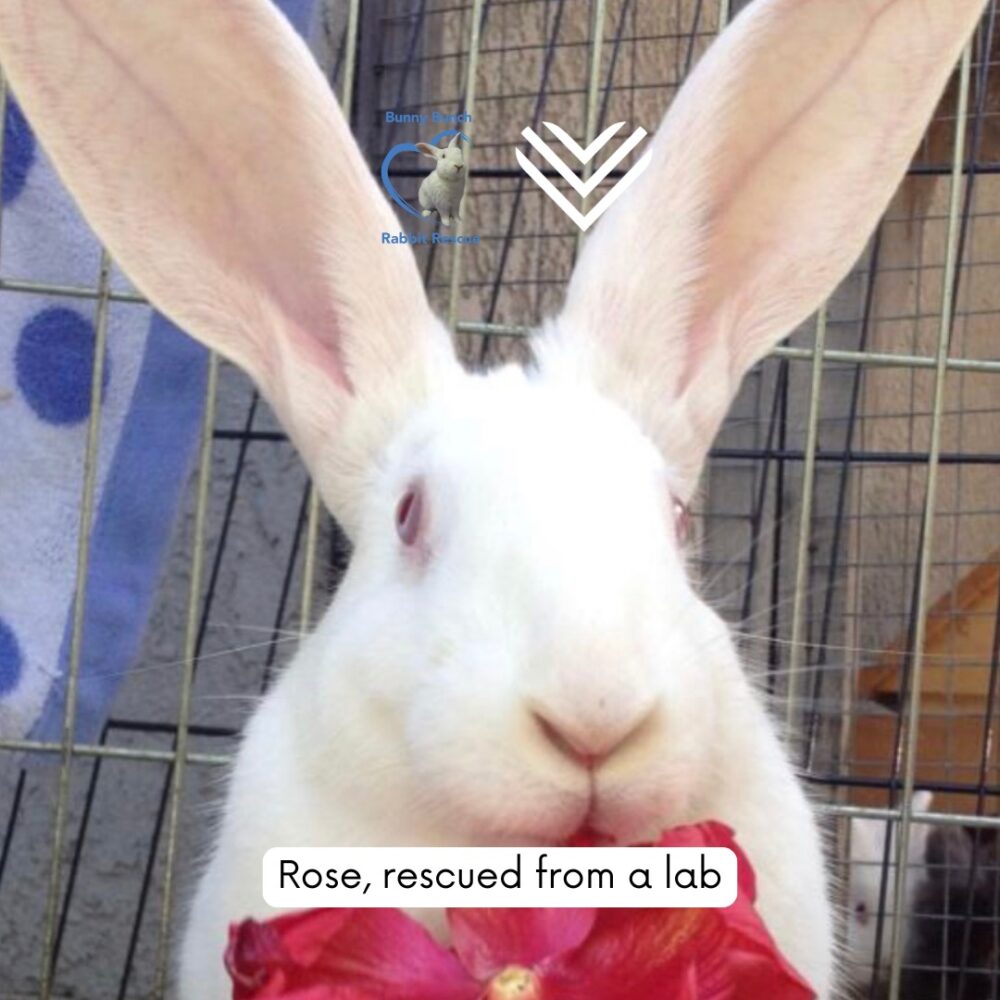 Giving Tuesday is December 3rd! - The Bunny Bunch