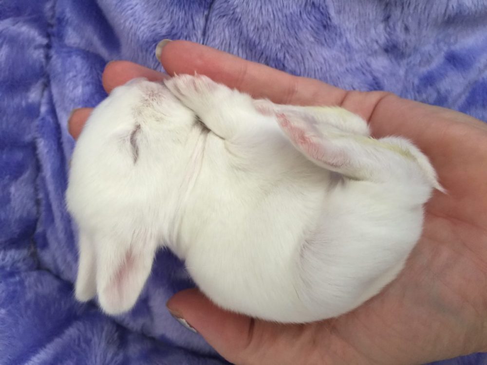 Time is running out! - The Bunny Bunch
