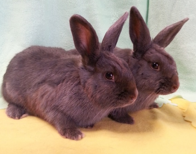 laverneandshirley0c - The Bunny Bunch