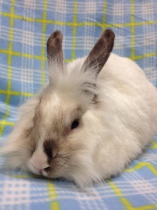 noel - The Bunny Bunch